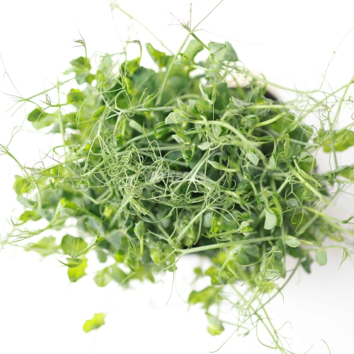 BIO Pea, Jumbo Microgreens Seeds - MP SEEDS