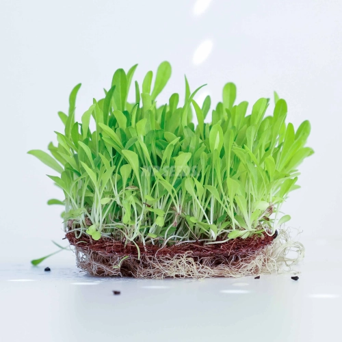 Chicory Endive Microgreens seeds - MP SEEDS