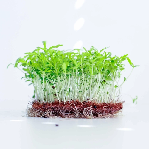 Shungiku - Microgreens Seeds