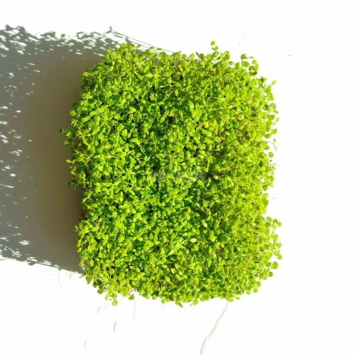 Thyme Microgreens Seeds ︎ MP SEEDS