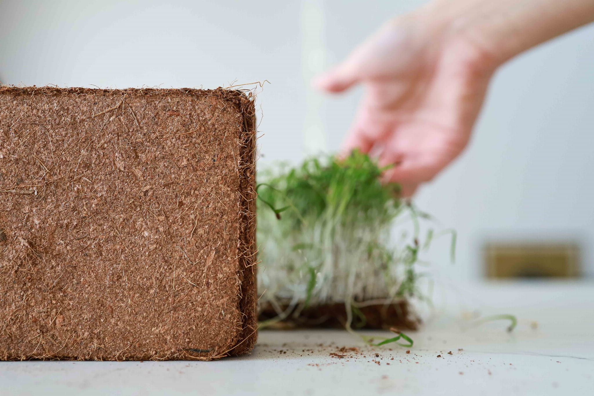 The Pros and Cons of Coconut Coir vs Coconut Mats for Cultivating ...
