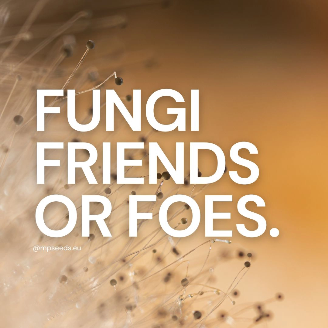 Fungi in Microgreens: Beneficial and Harmful Fungi Examples Blog MP SEEDS