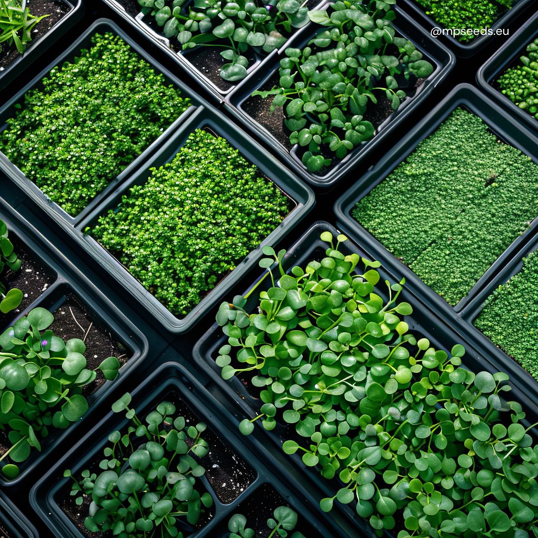 Microgreens Market 2025: Trends, Growth and Opportunities