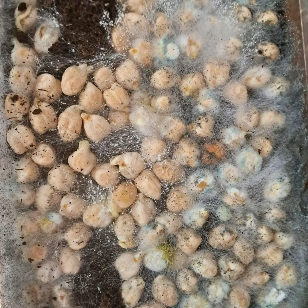 Fungi in Microgreens: Beneficial and Harmful Fungi Examples Blog MP SEEDS