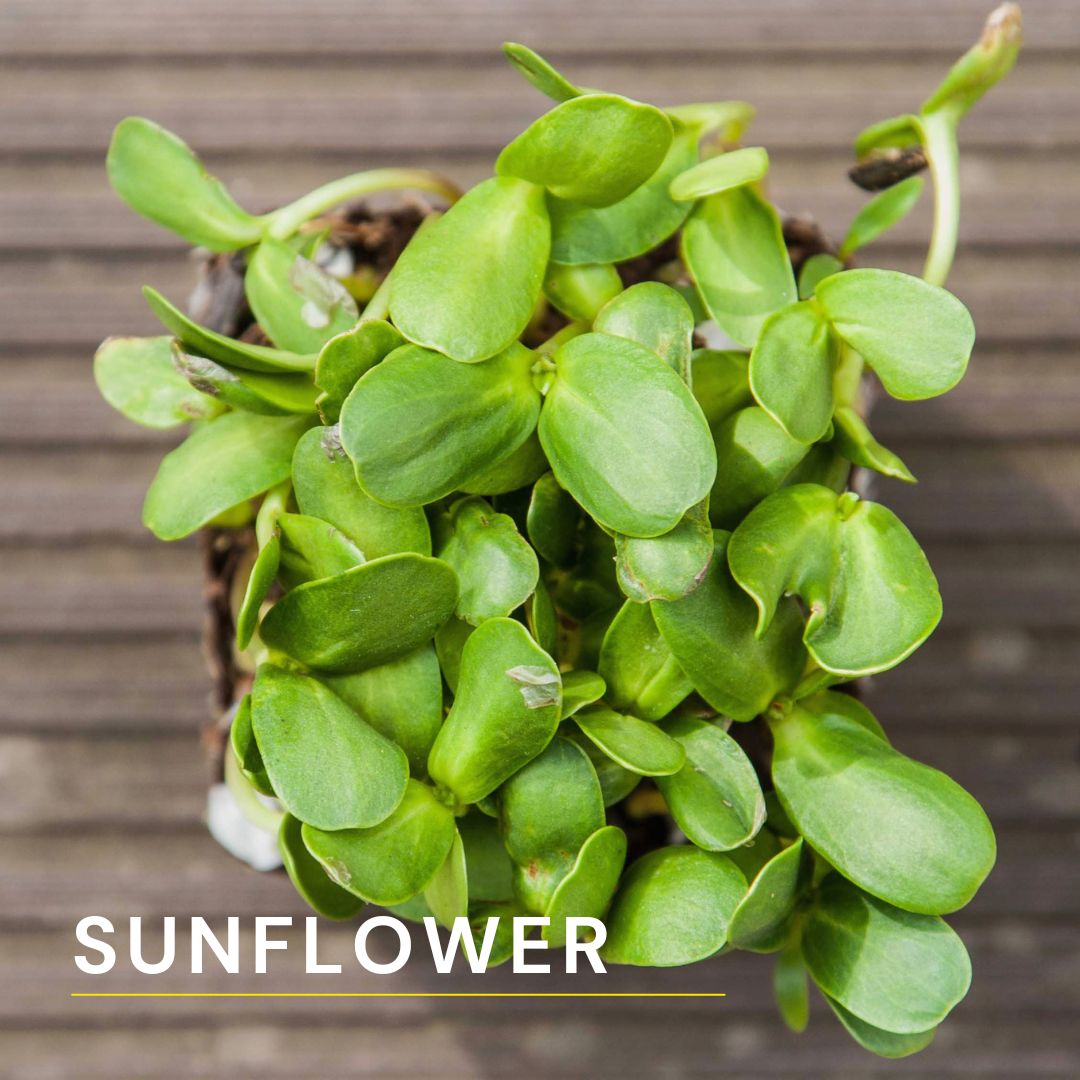 How to grow Sunflower Microgreens in an easy and fast way?