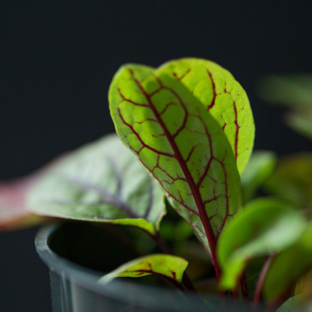 Red Microgreens: Top 5 Review with Tips for Growing Healthy and Tasty